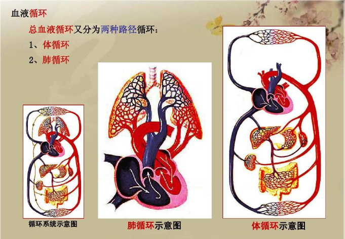 人体八大系统？|躯体physical health - 后方 - Powered by phpwind